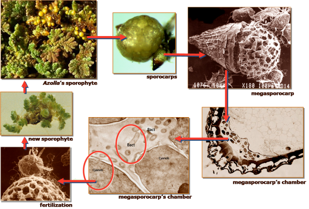 the Azolla Superorganism | The Azolla Foundation