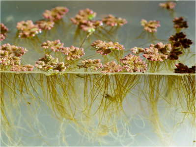 About Azolla | The Azolla Foundation
